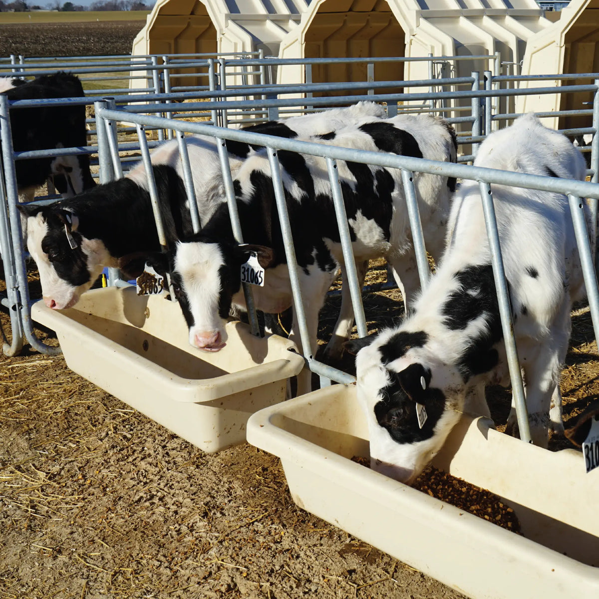 Group Yard Plastic Trough – Calf Tel